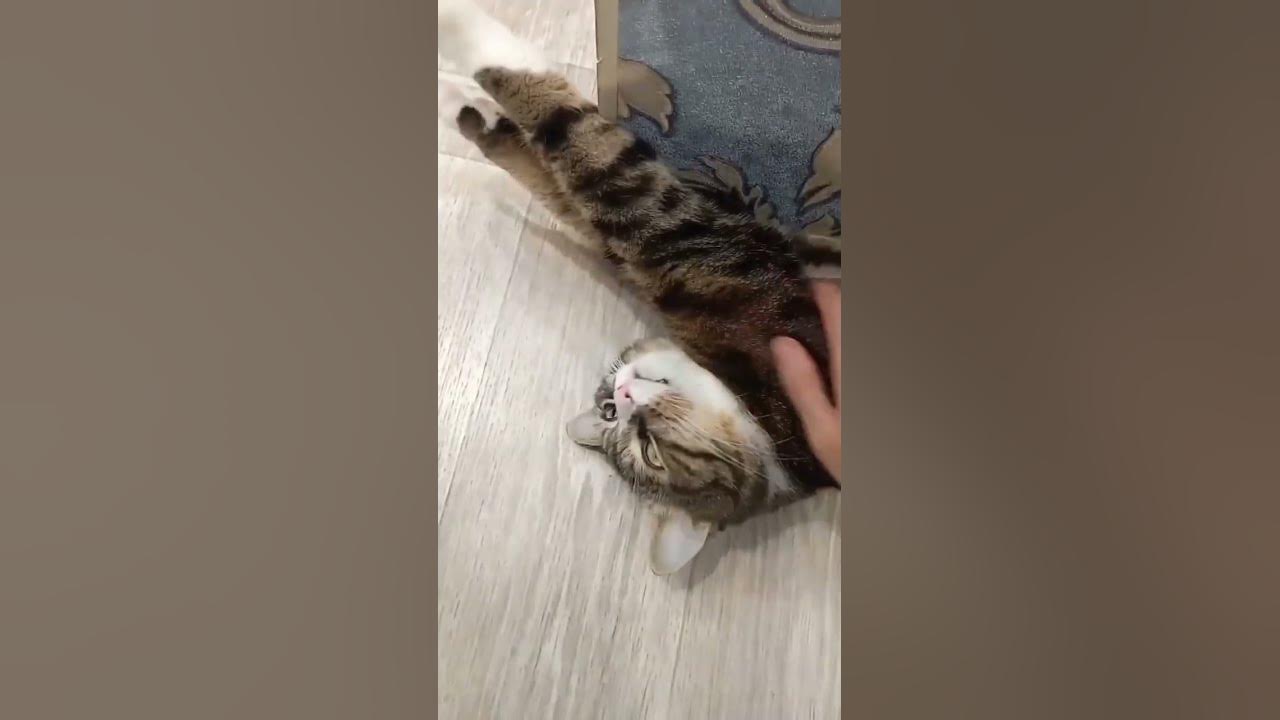 Котик. Хондик. Ленивая колбаска))) - YouTube