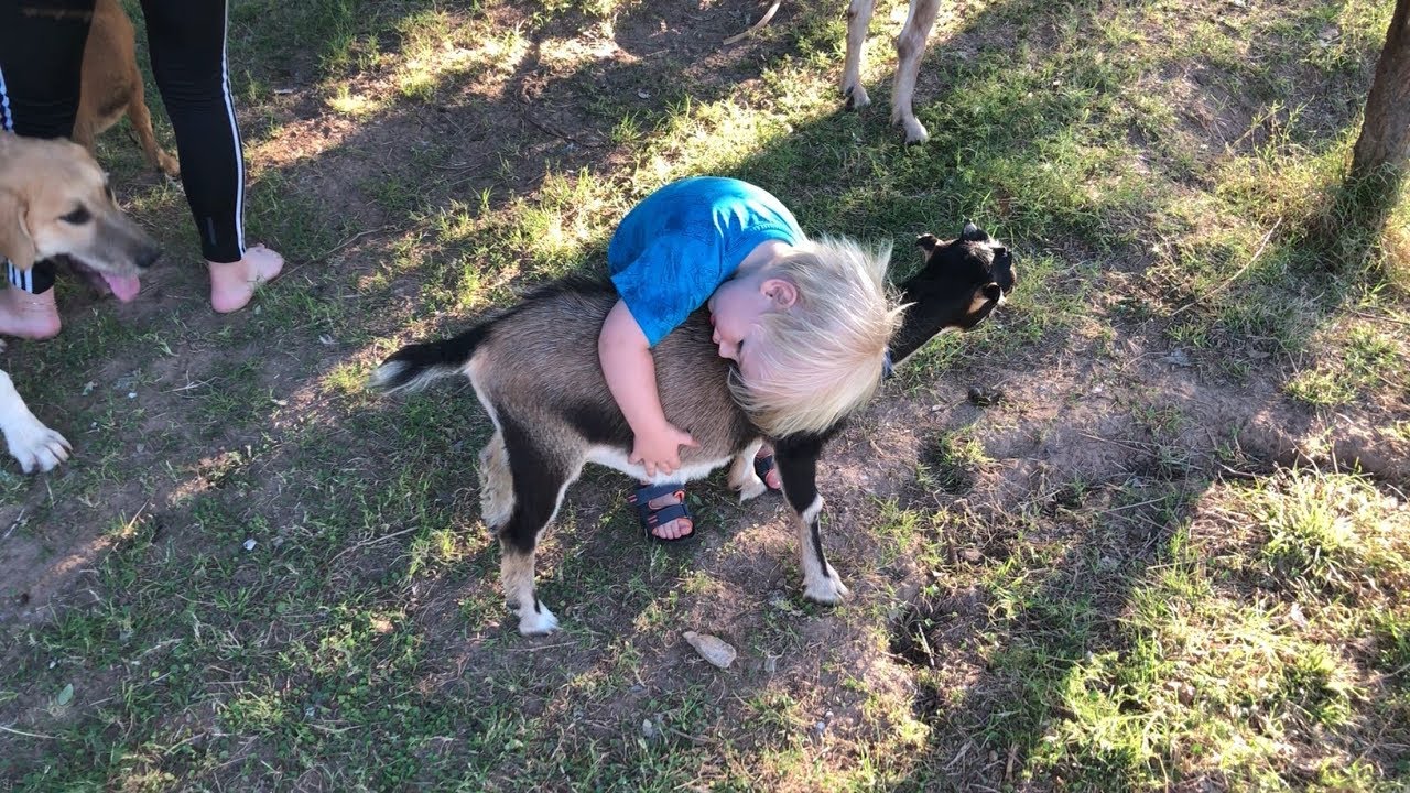 Goat Hugs & Puppy Kisses - YouTube