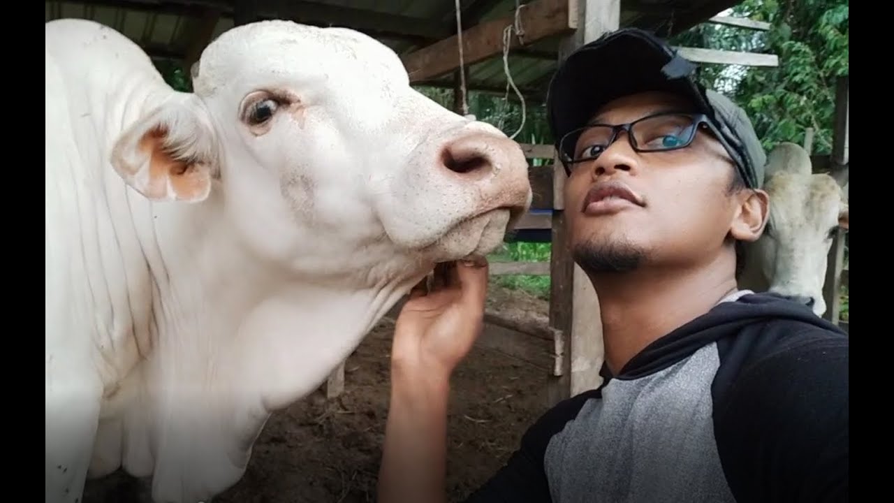 Lembu Kesayangan Buat Muka Comel - YouTube