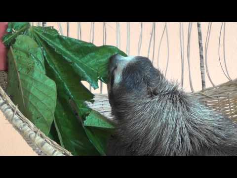 The Story of Buttercup: Sloth Sanctuary