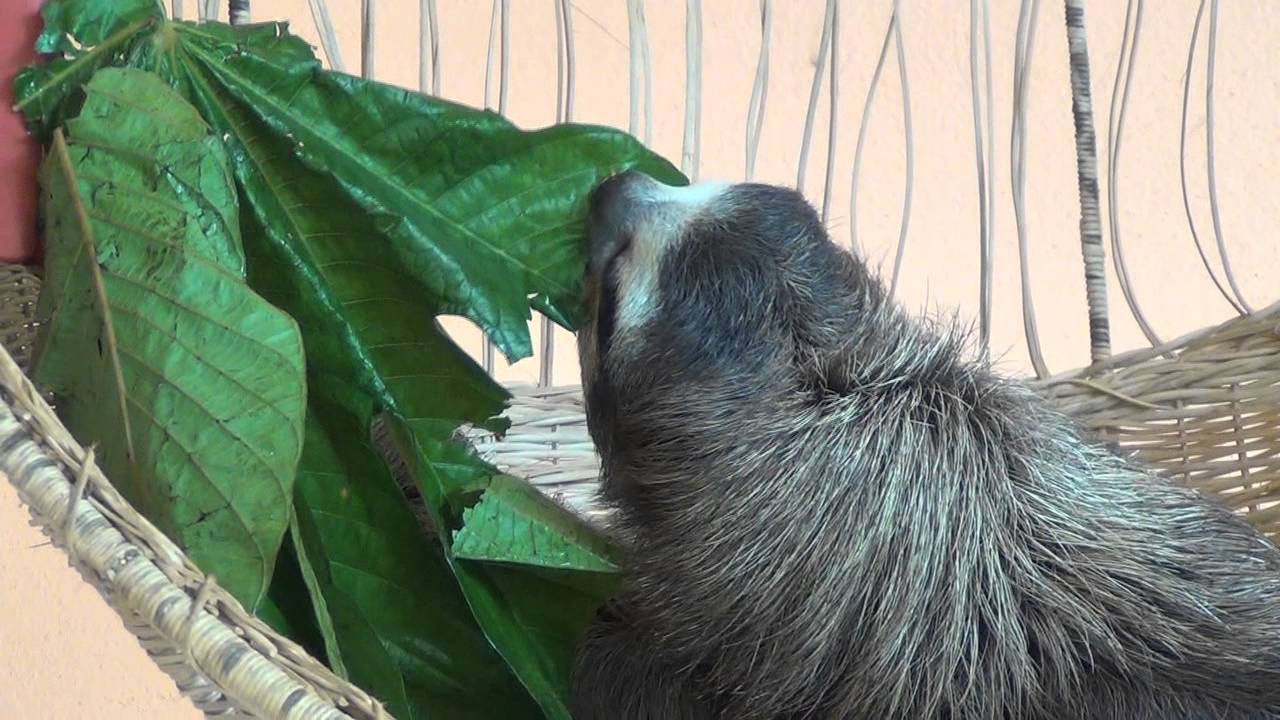 The Story of Buttercup: Sloth Sanctuary - YouTube