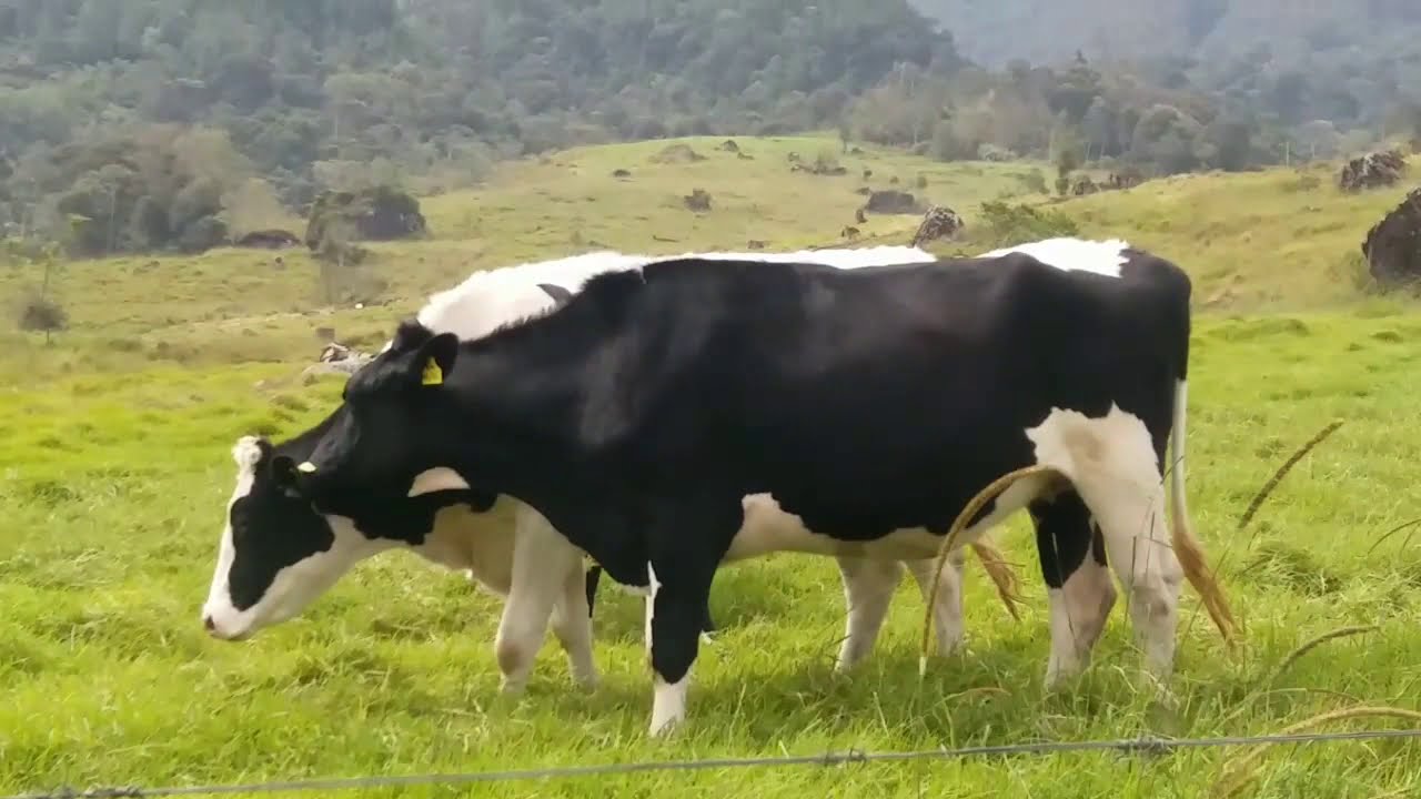 DESA DAIRY FARM / KANDANG LEMBU KUNDASANG SABAH - YouTube