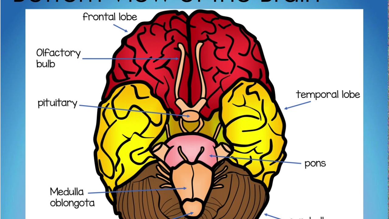 The Major Parts Of The Brain YouTube the-major-parts-of-the-brain-youtube