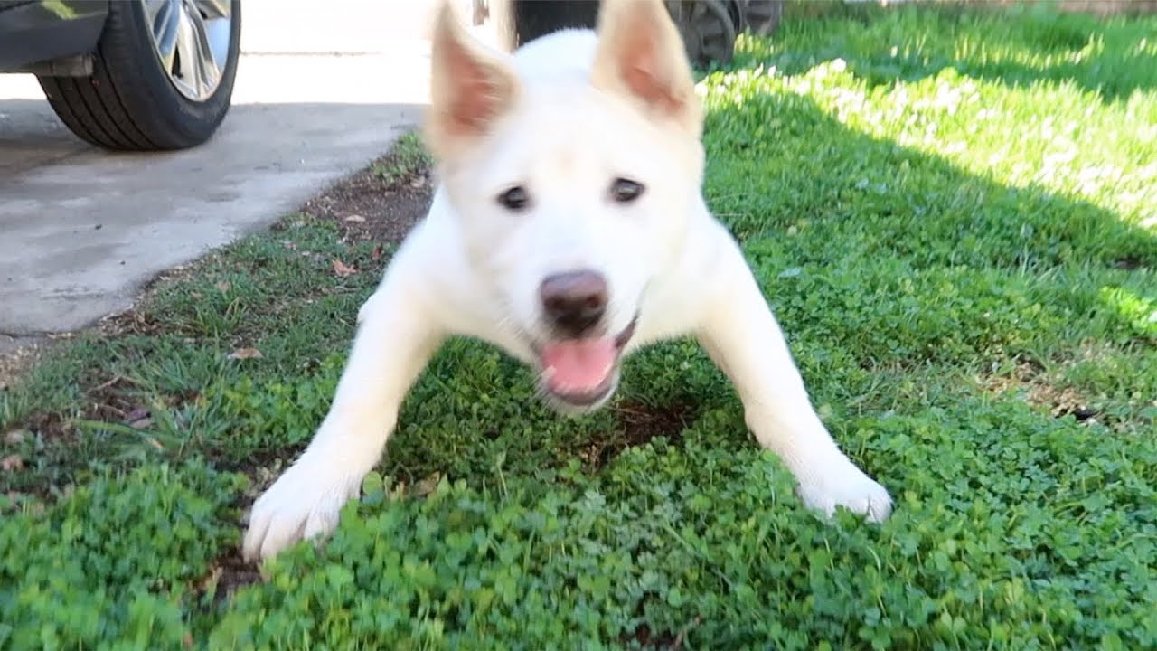 THIS HYPER PUPPY WON'T LISTEN - YouTube