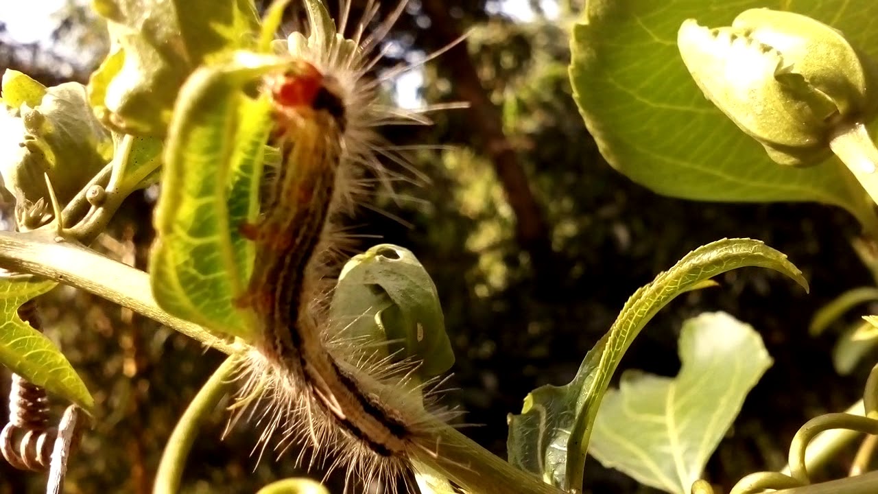 1000-leg-insect-part-2-youtube