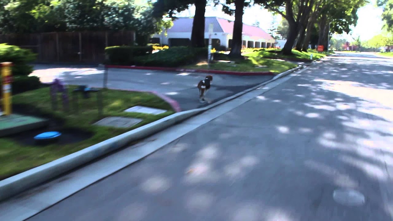 Treeing Walker Coonhound Running - YouTube