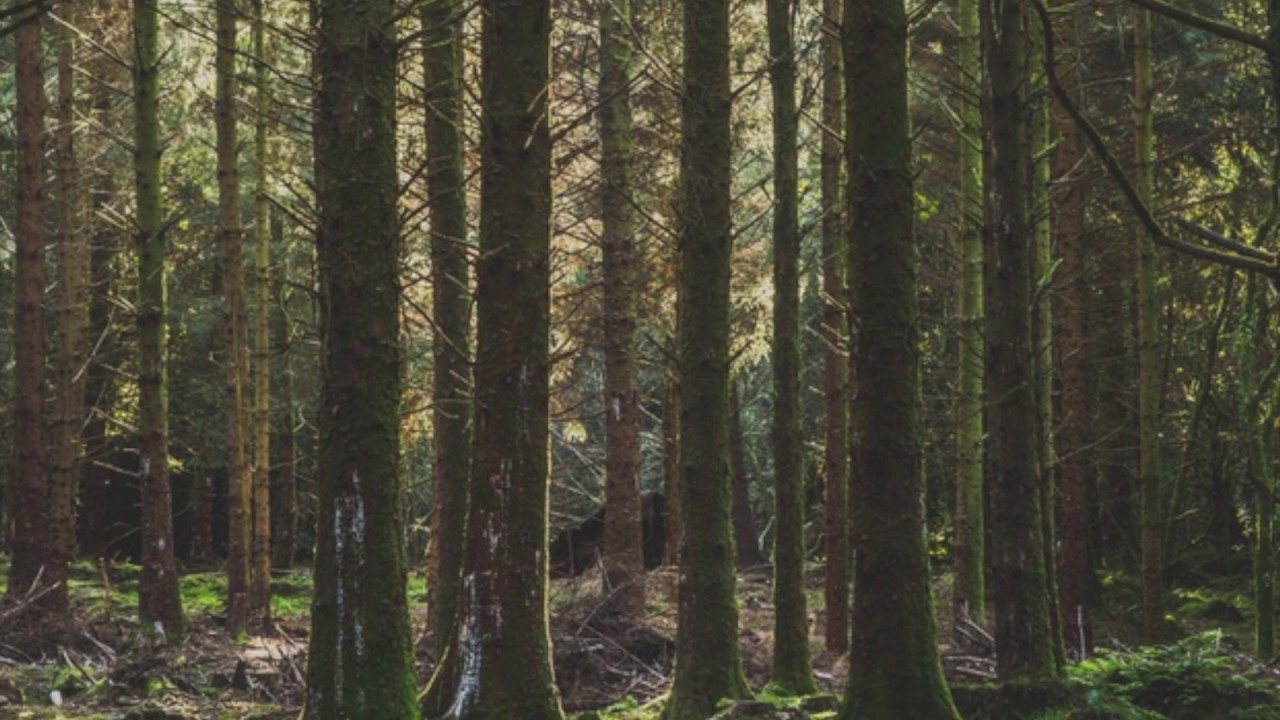 ICM photography with Jon Hicks. - YouTube