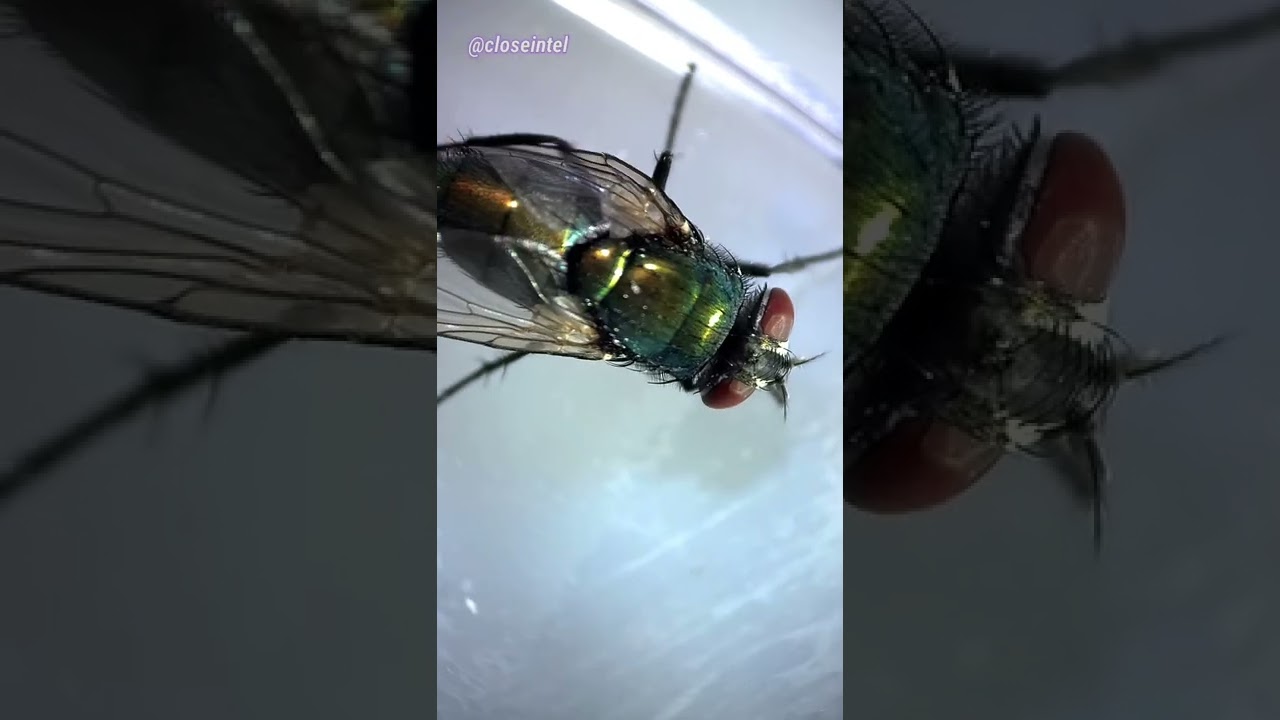 Metallic Green Fly Under Microscope - YouTube