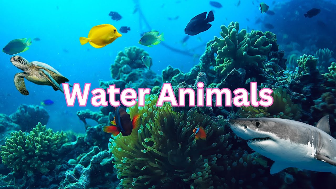 Water Animals || Sea Animals || Ocean Animals || Aquatic Animals ...