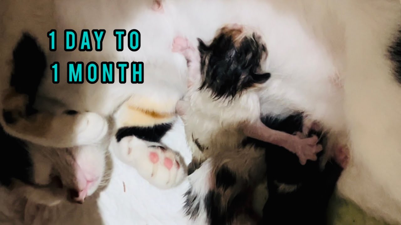 1 Day to 1 Month 😻( One month of the life of these three kittens since ...