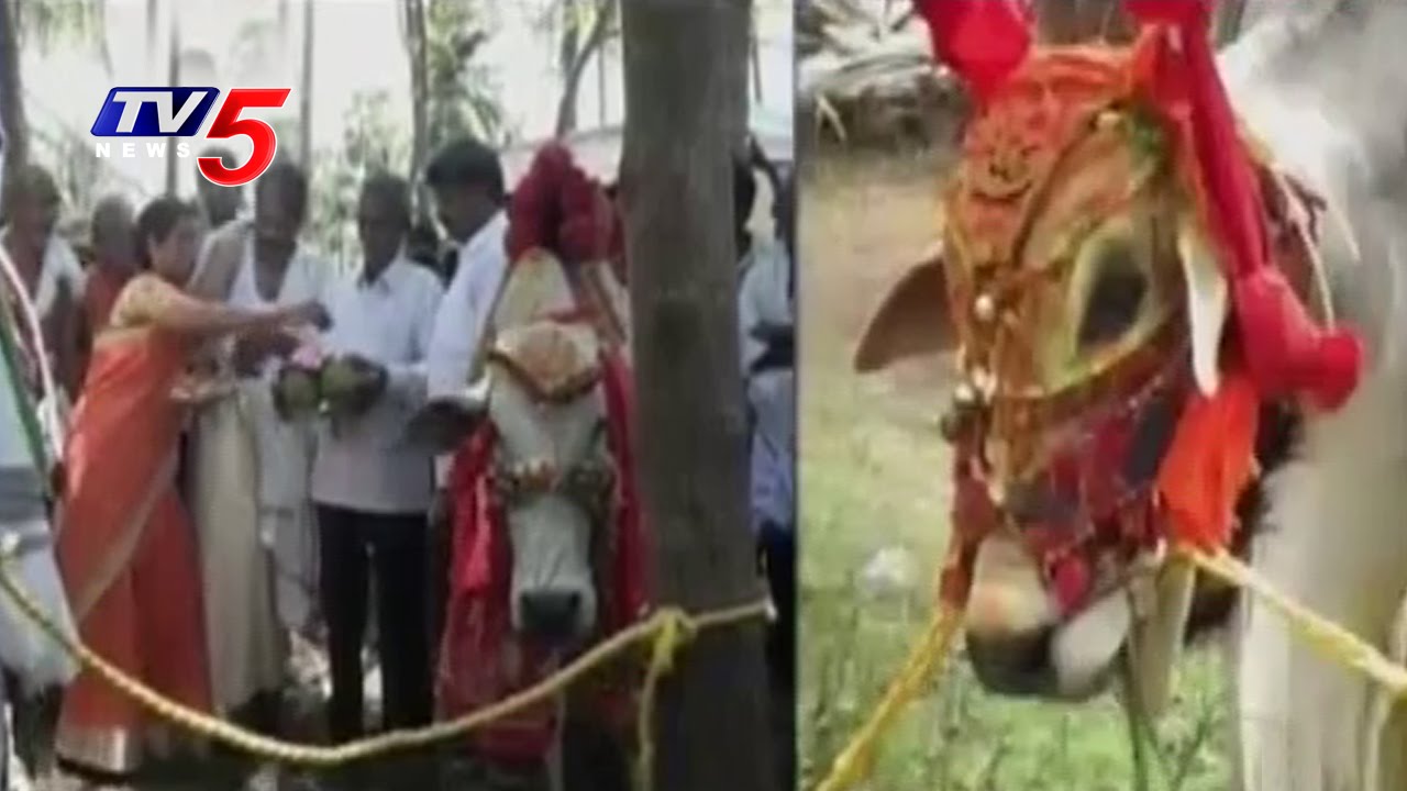 DSP Ashok Kumar Goud Performs Cow Marriage in Krishna Dist | TV5 News ...