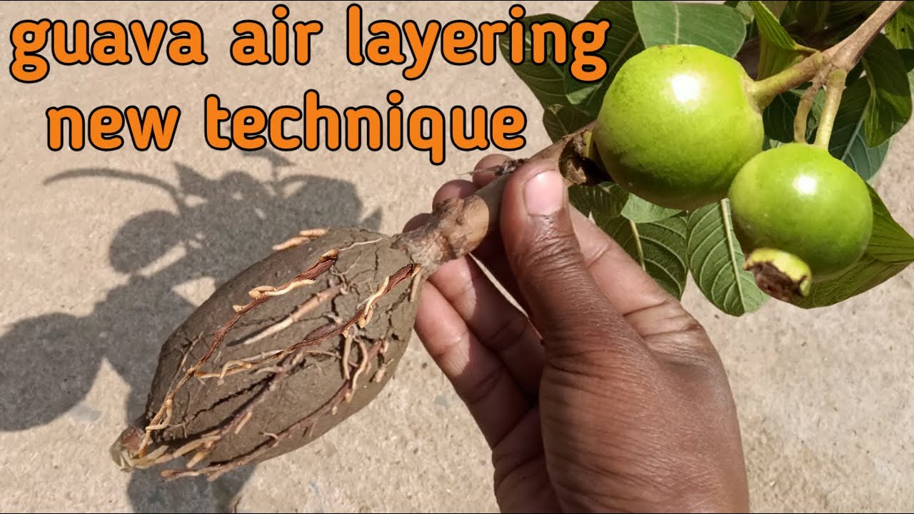 Guava air layering with easiest method | how to air layering on guava ...