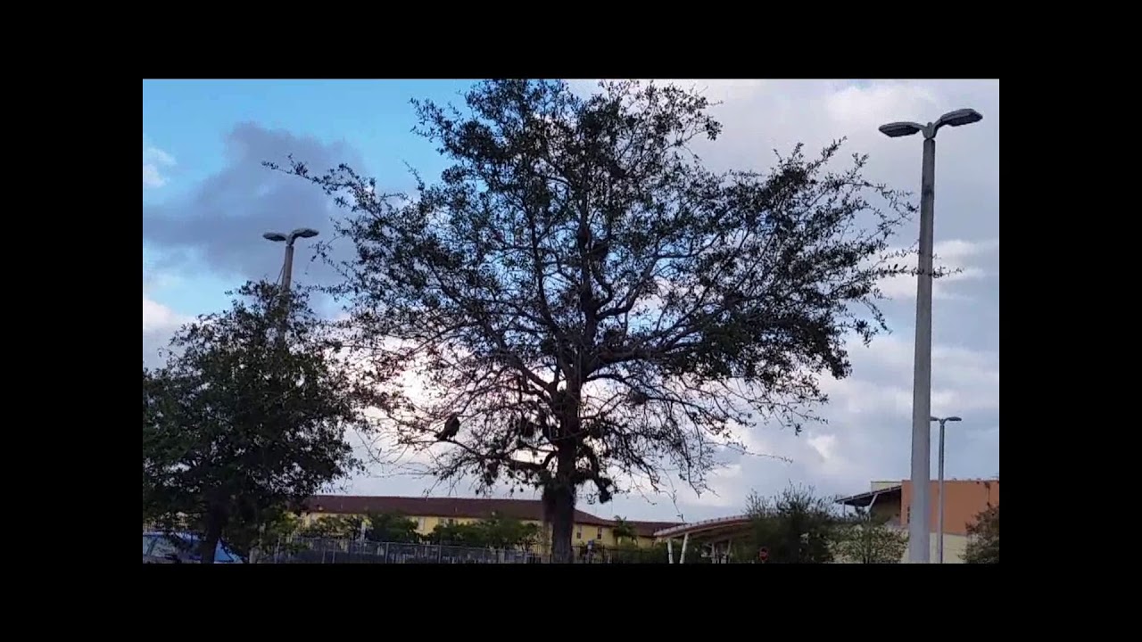 Hungry Hawk Chases Squirrel - YouTube