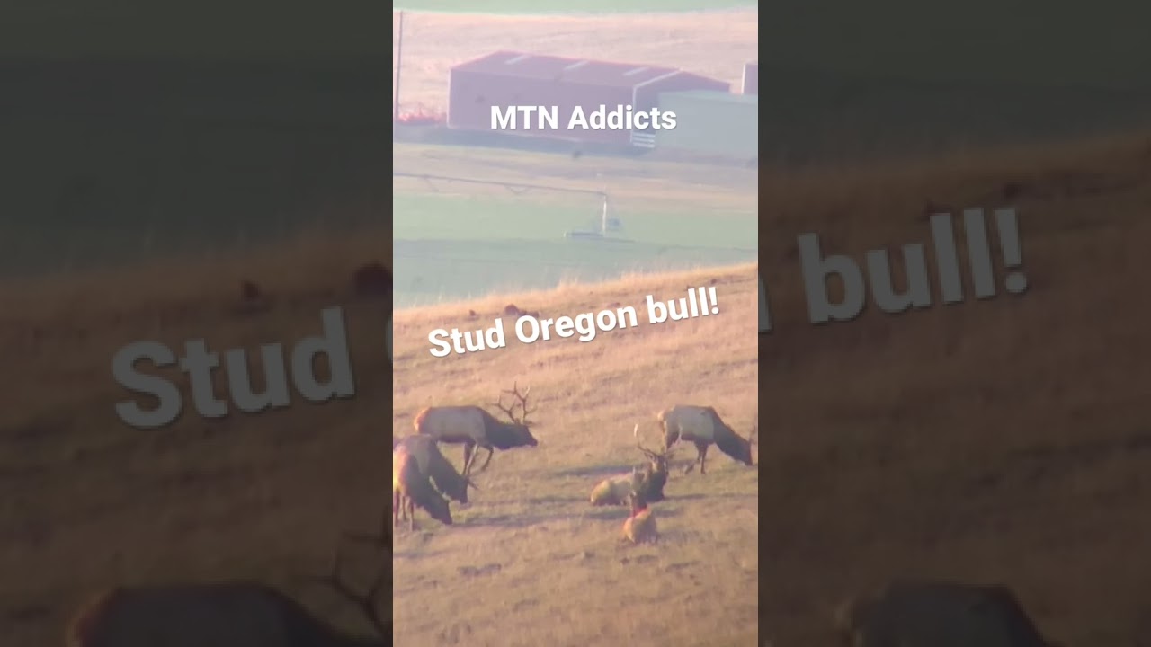 Stud Oregon bull elk - YouTube