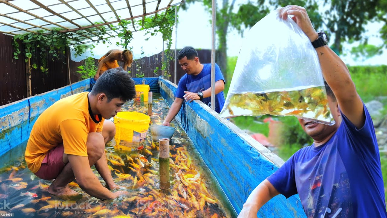 Harvesting fish & Homemade Fiberglass Tank update (Everything you need ...