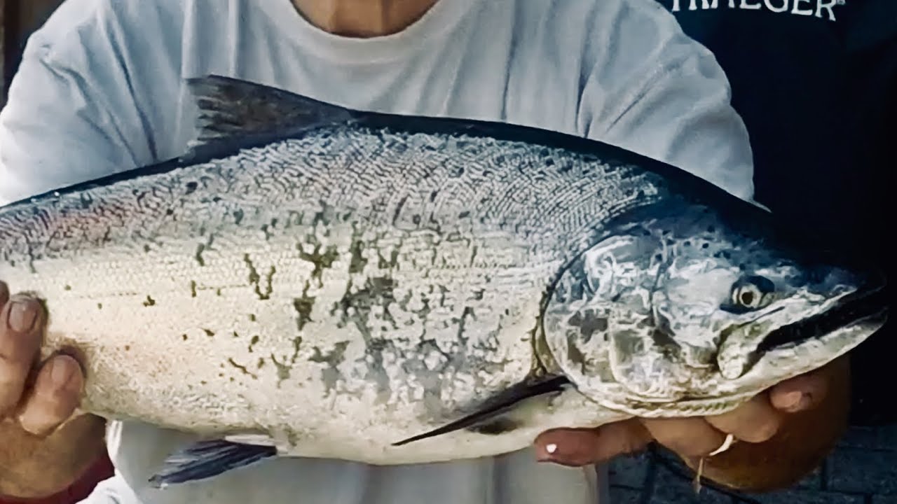 My first Chinook Salmon On Lake Coeur d’Alene - YouTube
