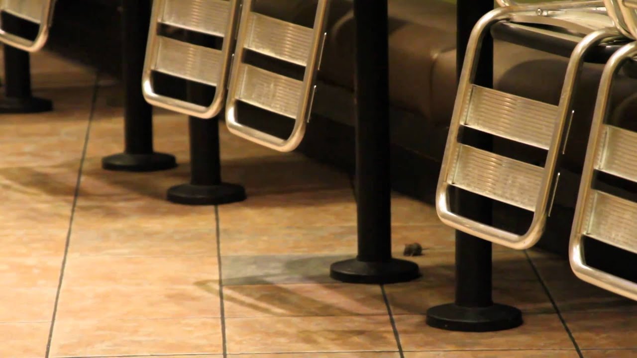 Mice at JFK Airport - YouTube