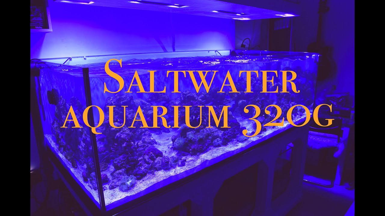 New saltwater aquarium 320G (ep.1) - YouTube
