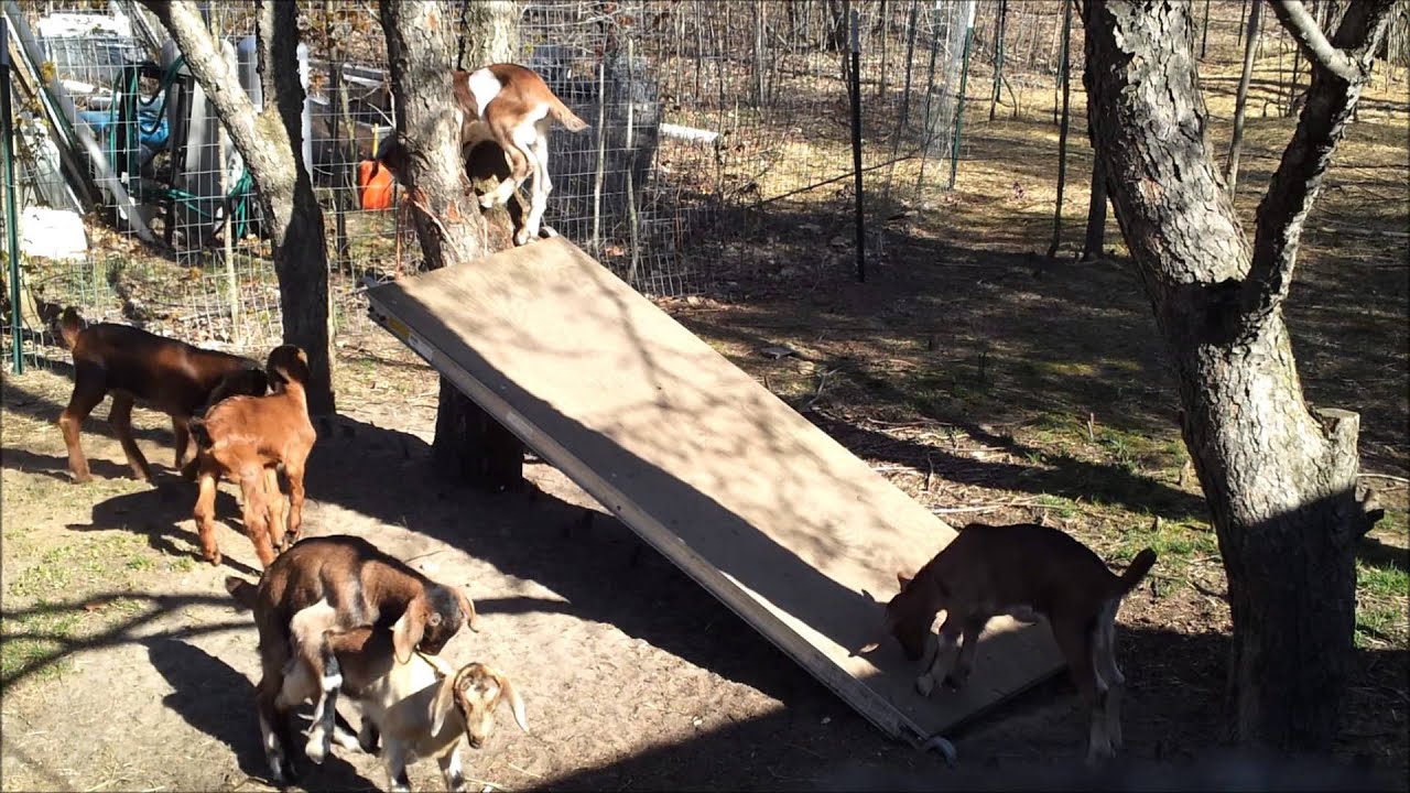 Goats Spring Frolic - YouTube