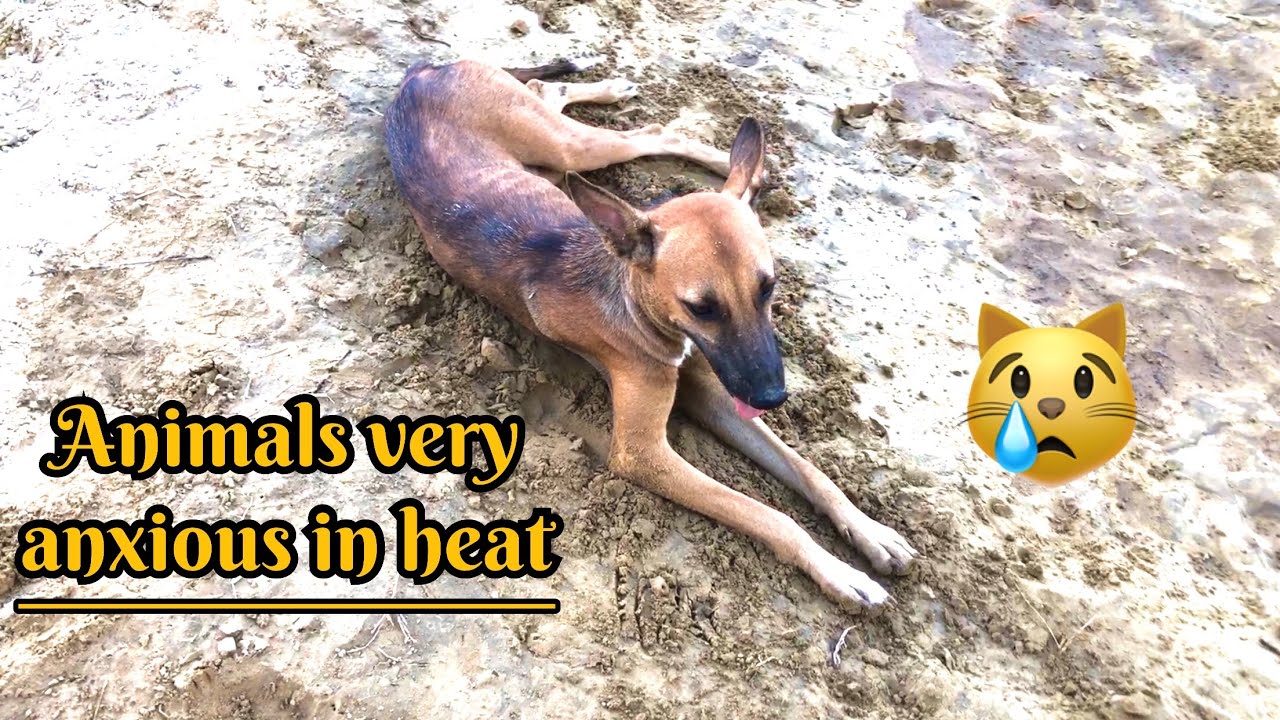 Animals Freak Out in Heat! Watch This Poor Dog 🐕 - YouTube