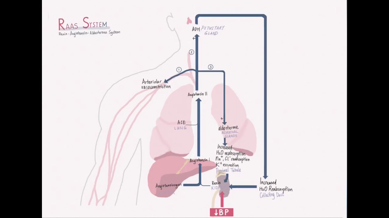Medical Drawing - RAAS system pathway - How Kidney Keep Us Alive - YouTube