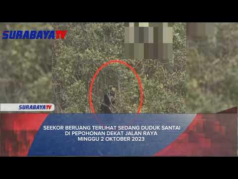 SEEKOR BERUANG TERLIHAT SEDANG DUDUK - YouTube