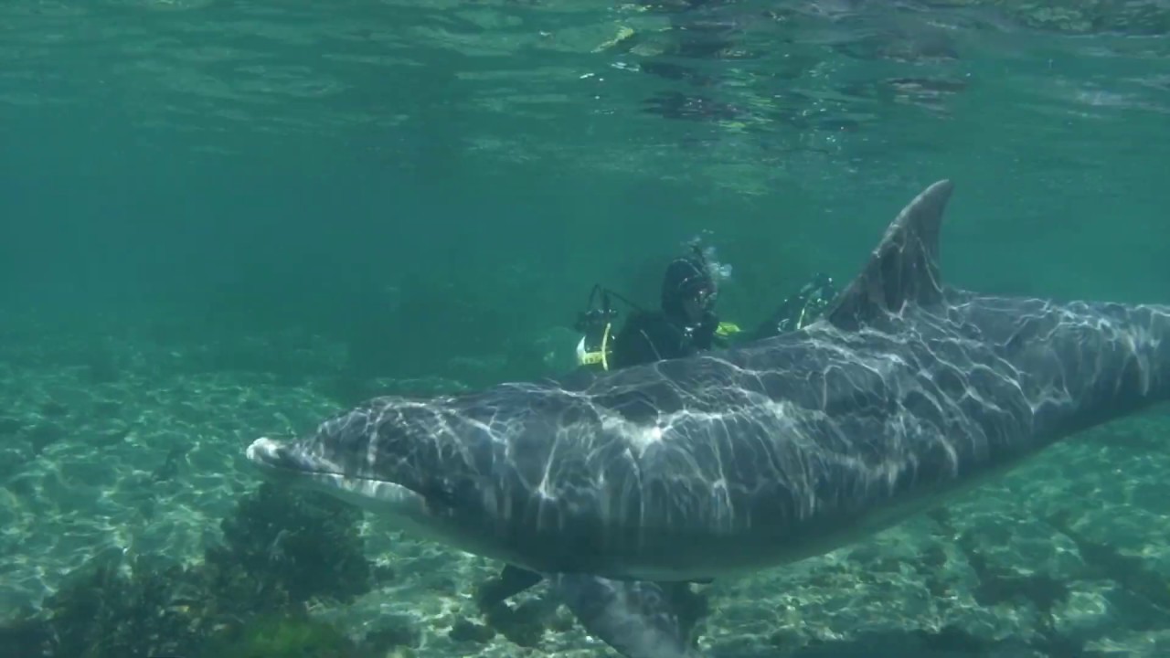 Dive Academy Scuba Diving in Ireland, Aran Islands, Inis Mór, - YouTube