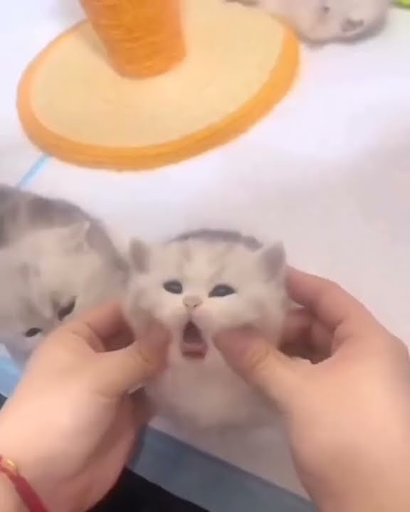Cute Cat Massage Video Short Shorts Shortsfeed Youtube
