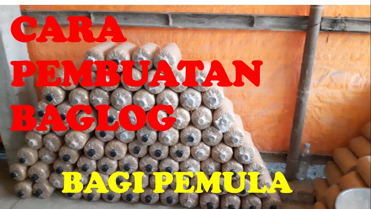 Cara Pembuatan Baglog Jamur Tiram Bagi Pemula - YouTube
