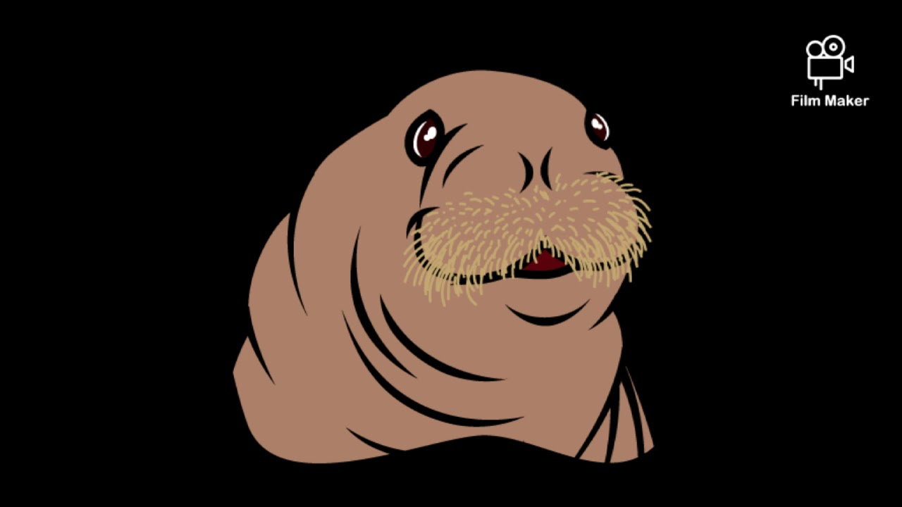 Derpy Walrus - YouTube