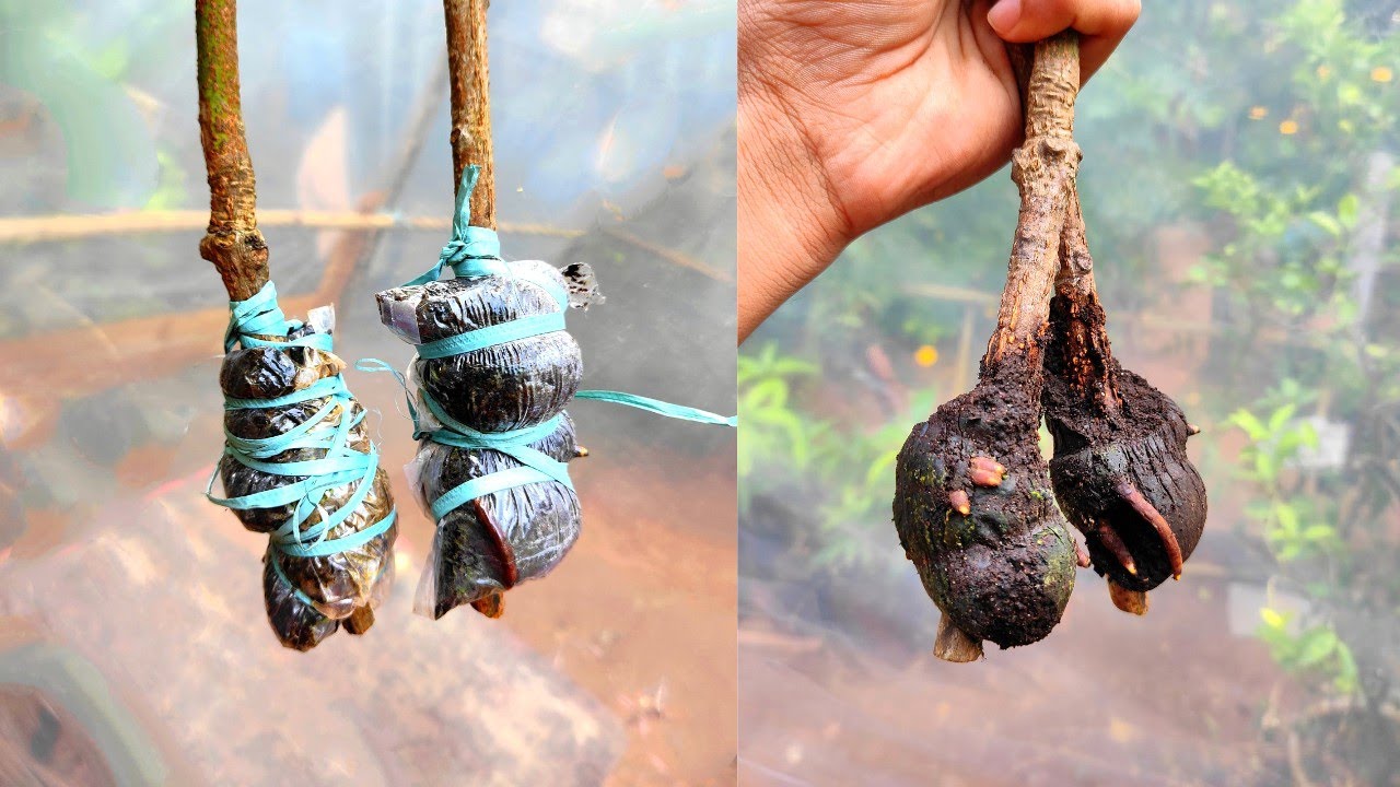 Mango tree air layering | how to air layering on mango tree | 💯 ...