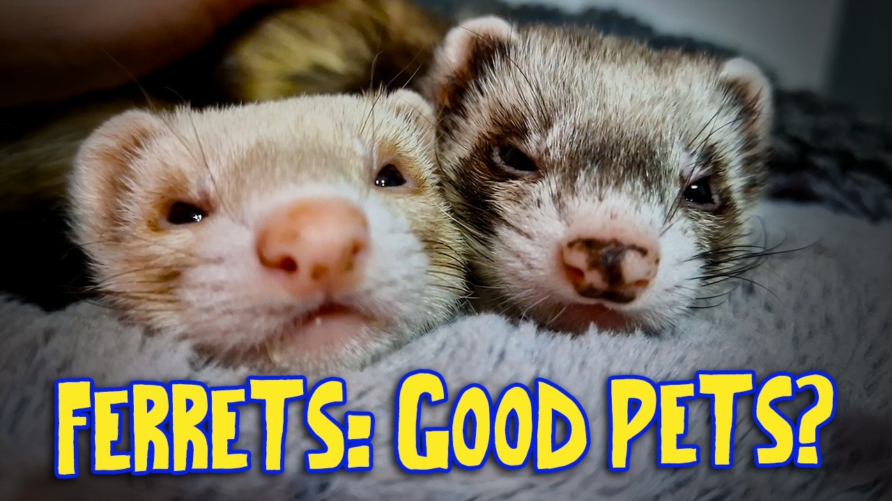 How Much Do Ferrets Poop
