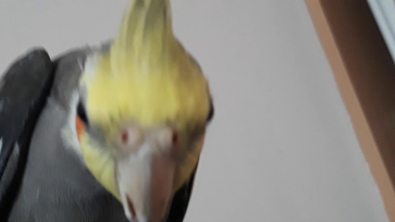 Bird is confused - YouTube