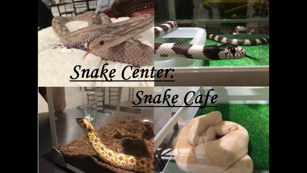Snake Center: Snake Cafe スネークセンター：ヘビカフェ - YouTube