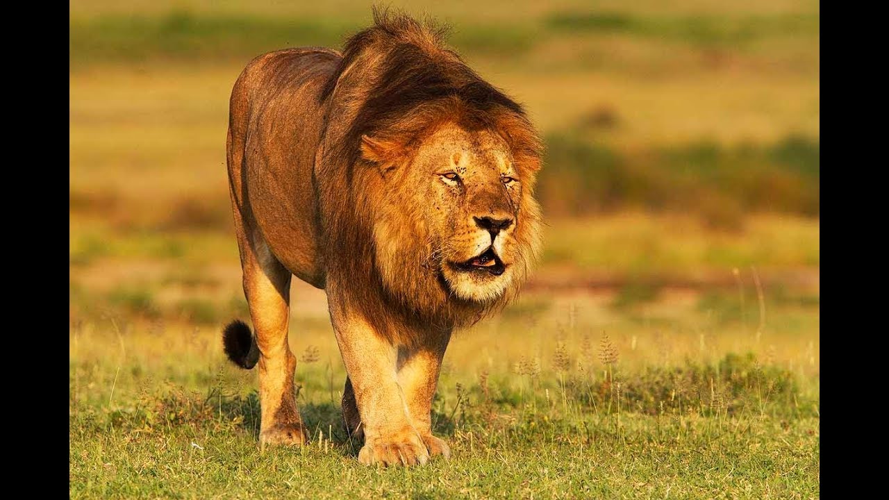 Best Documentary National Geographic Documentary The African Lion ...