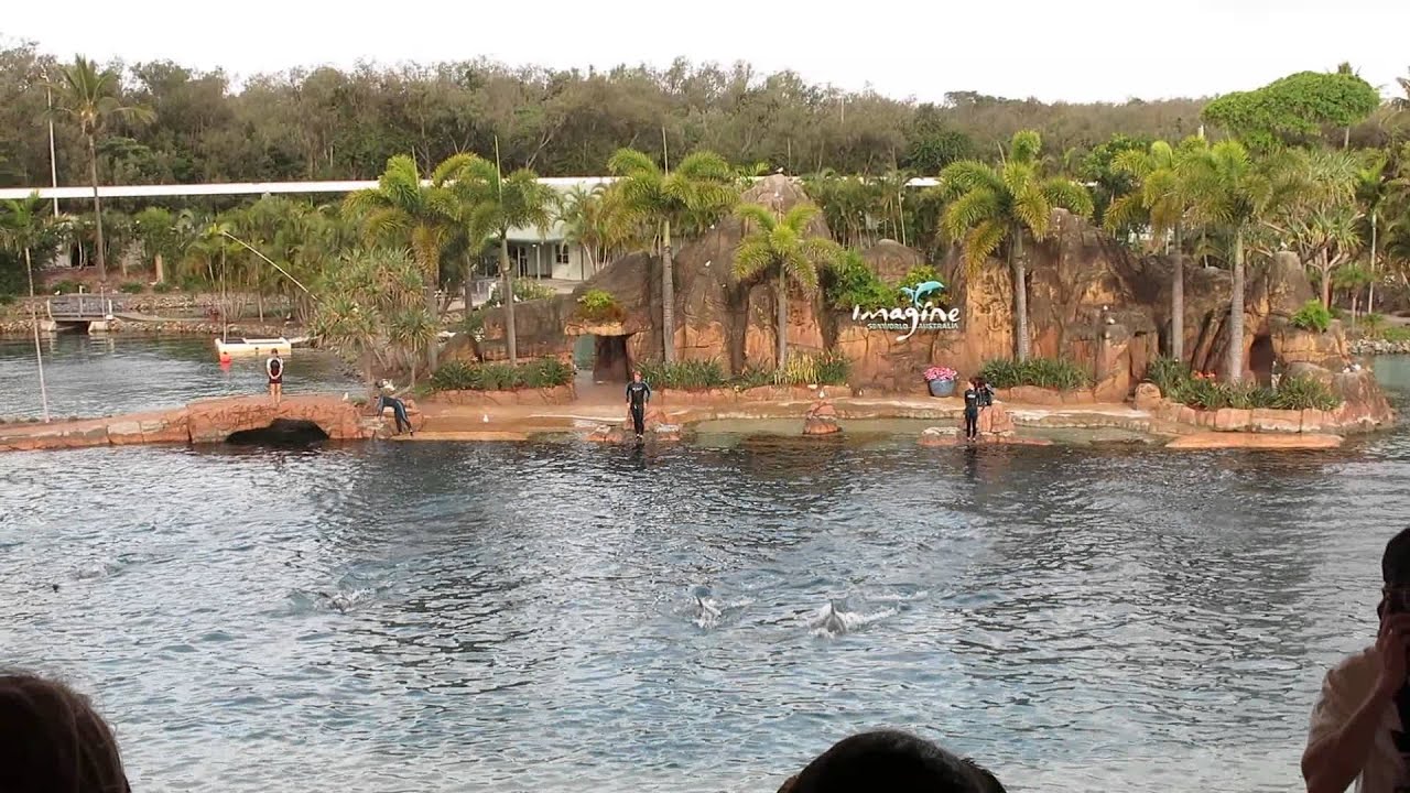 Dolphin show at SEA World, Gold Coast, Brisbane, Australia - YouTube