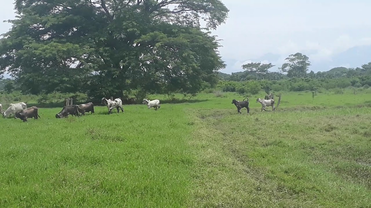 Pastoreo Rotacional Finca Las Brisas - YouTube