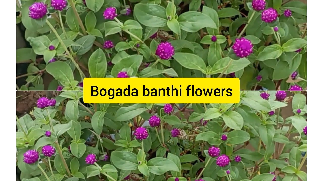 Growing Bogada banthi plants by the flowers/Gomphrena flowers - YouTube