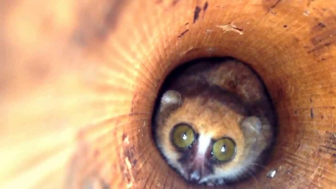 Smallest lemur on the planet can be found in Madagascar - YouTube