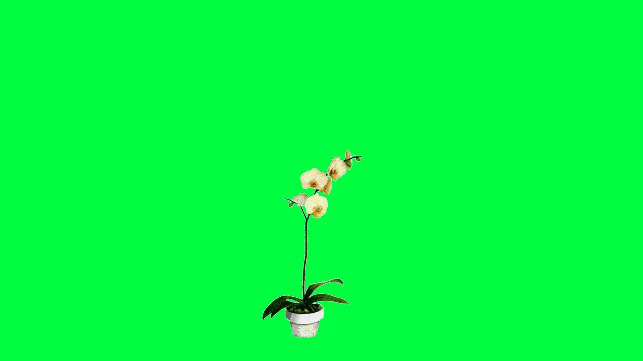 Footage Animation Flower Blossoms Green Screen - YouTube