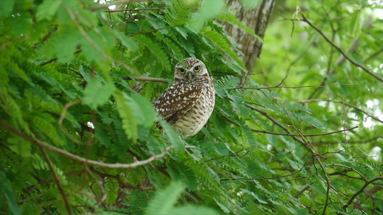 Discovering Birds of The Bahamas - Week One - YouTube