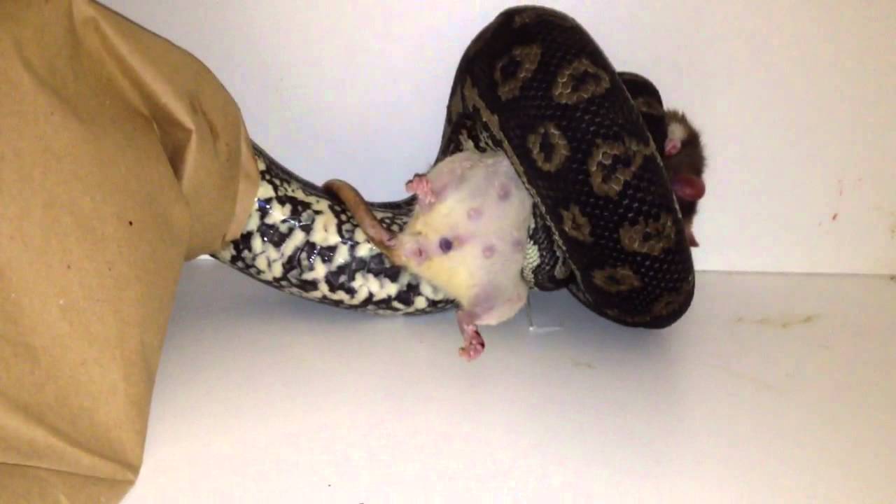 Titan rocking that rat. - YouTube