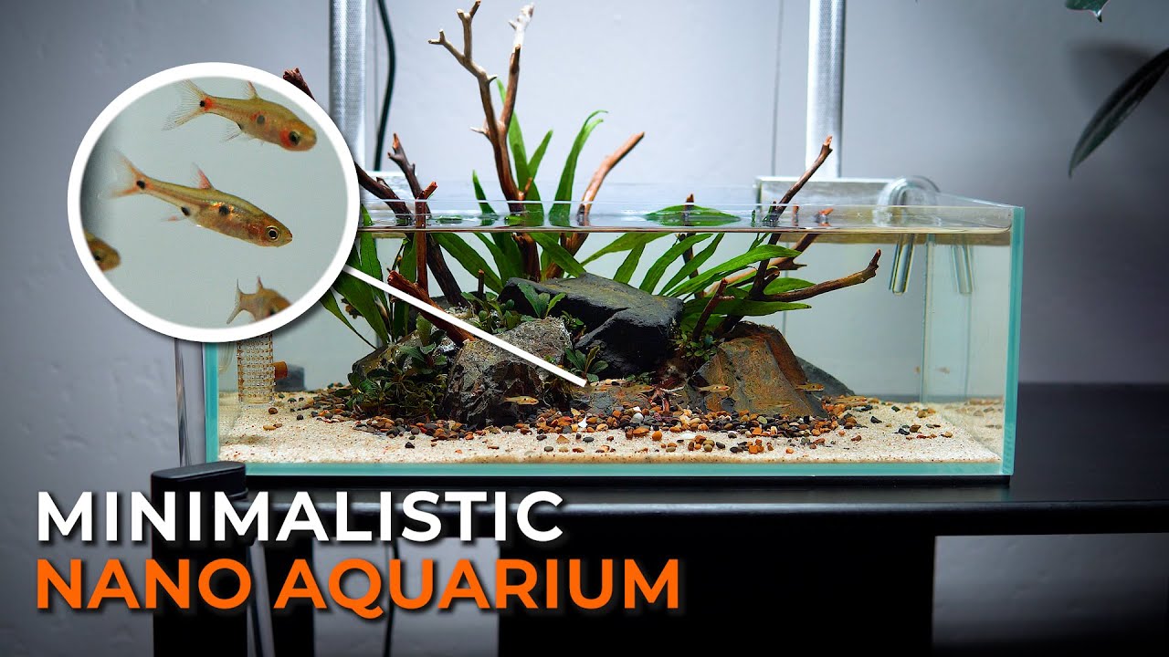 Creating a Minimalistic Nano Aquarium - YouTube