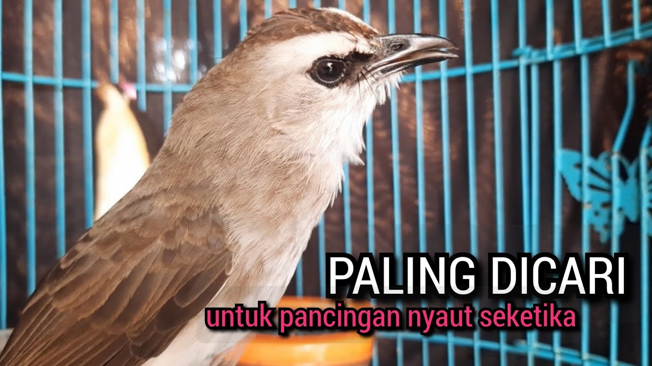 SUARA trucukan gacor ropel panjang PANCINGAN TRUCUKAN agar bunyi ...