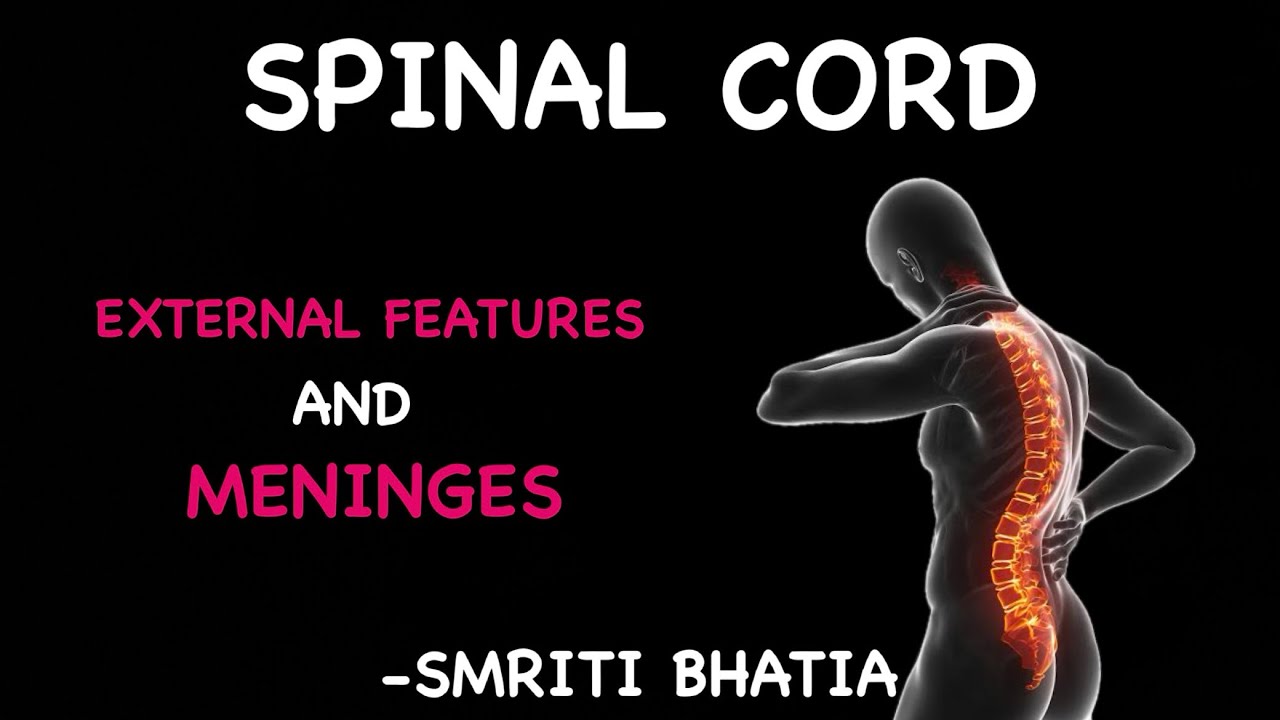 SPINAL CORD ANATOMY (EXTERNAL FEATURES,MENINGES).EASY TO UNDERSTAND ...
