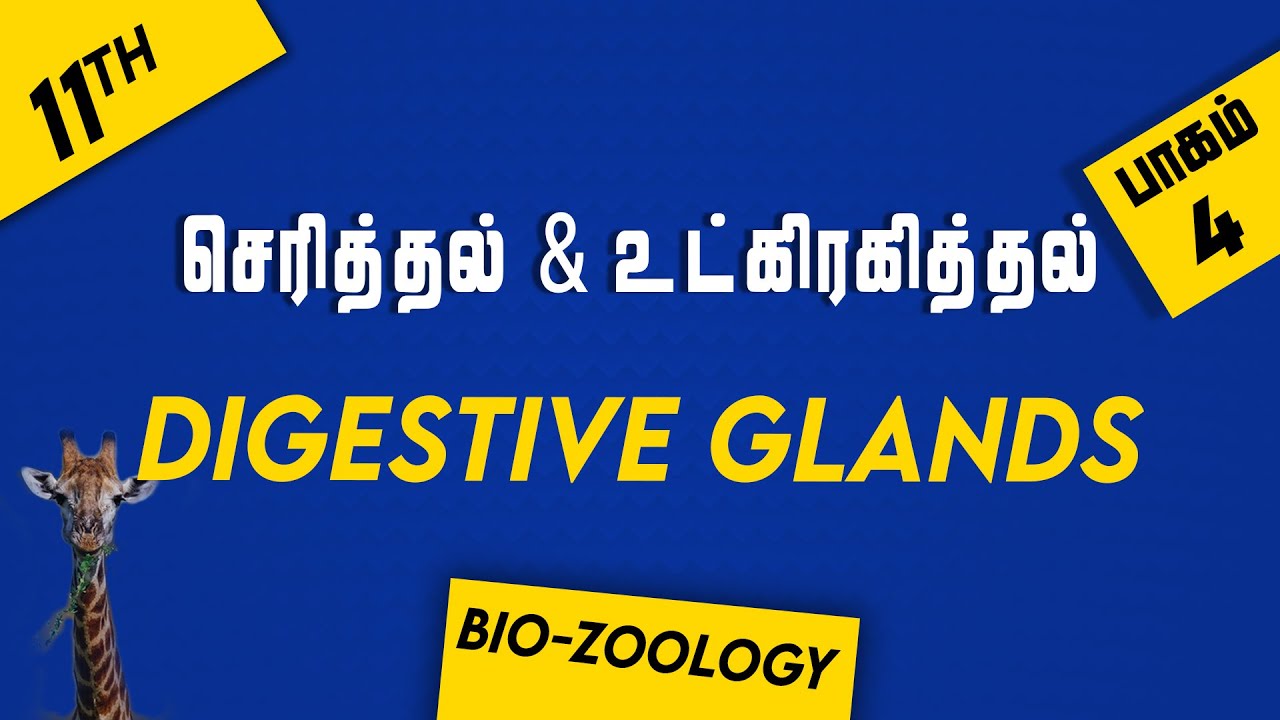 Digestion and Absorption | 11th BIO-ZOOLOGY | Chapter 5 | PART 4 | Digestive glands - YouTube