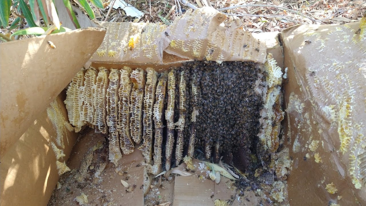 The Arbely's Cardboard Box Beehive - YouTube