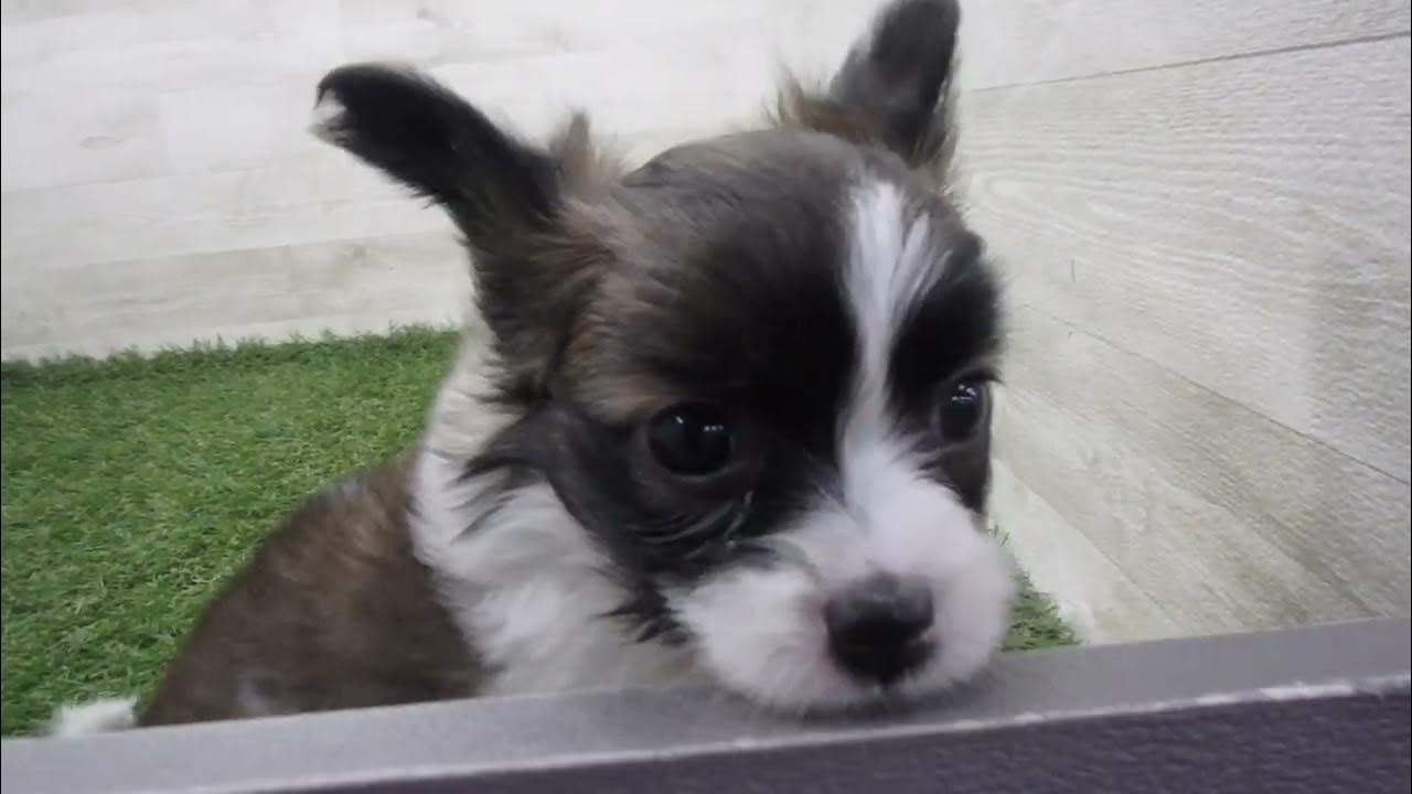 ペットショップcoo&riku No.00702609 パピヨン - YouTube