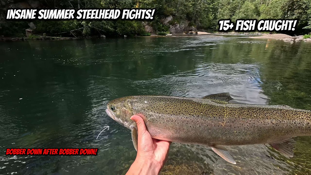 Summer Steelhead Fishing Frenzy Like You've Never Seen! - YouTube