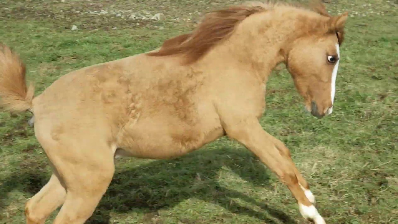 Energetic golden horse - Cascadia Zerin - CHBA registered Caspian ...